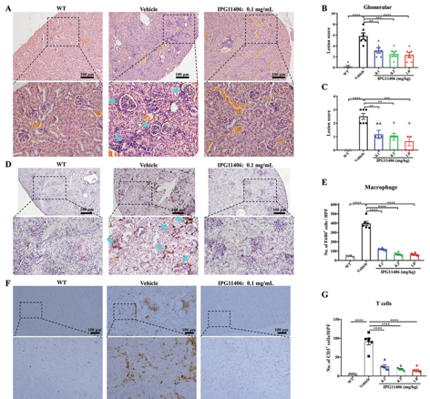 IPG11406-Nanjing Immunophage Biomedical Co., Ltd